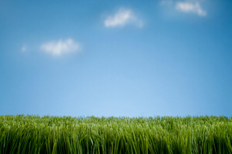 The Best Texas Sod for Your Lawn, Part 2 | Blooms Landcare